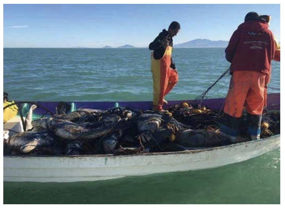 New Vaquita Report: Unraveling the Criminal Processes Behind the ...